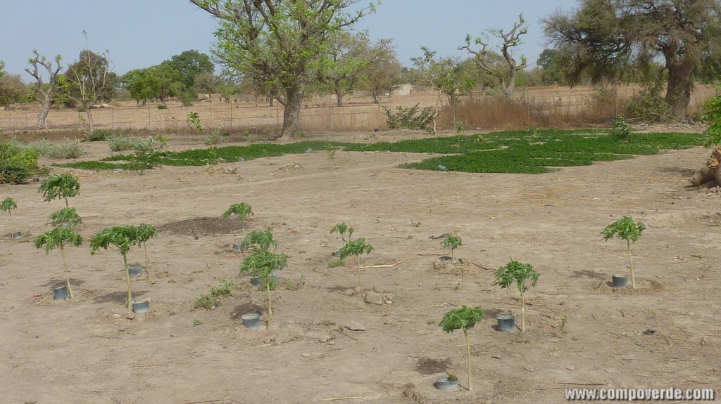 Tree plantation project