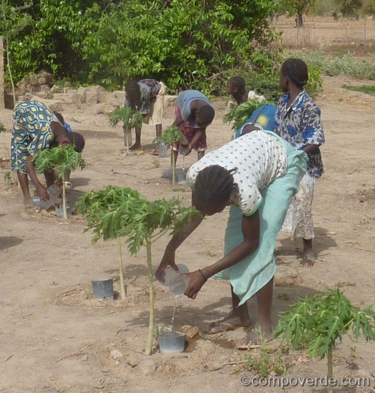 Tree plantation project