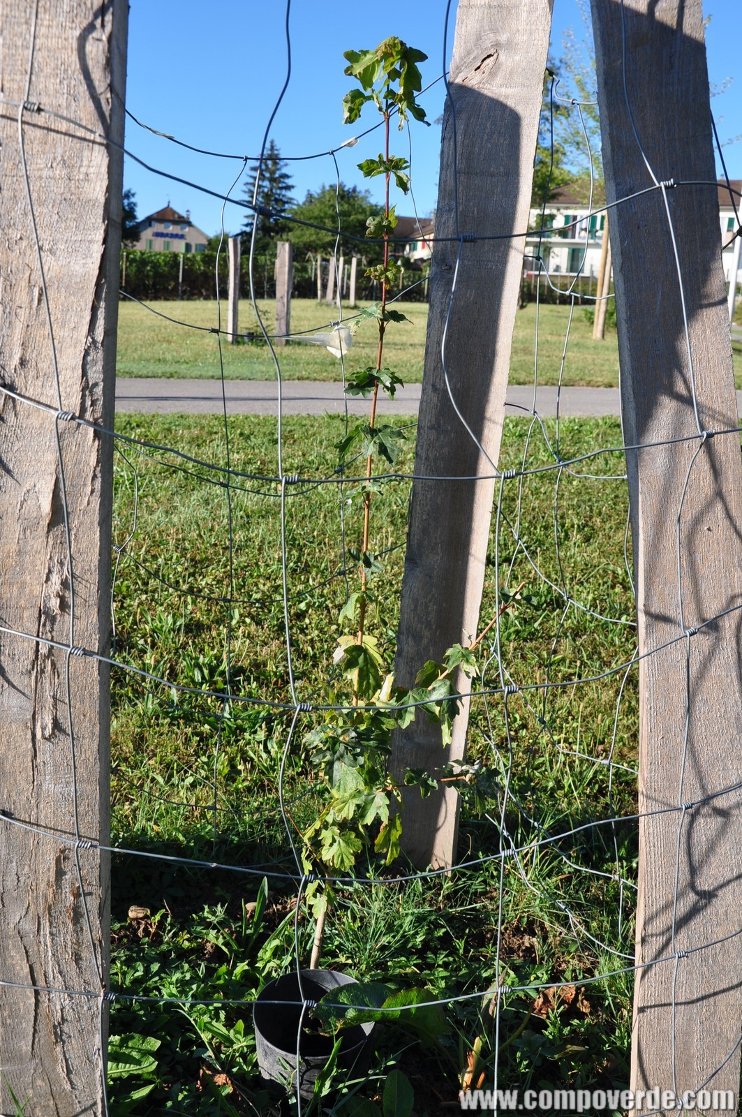 Plantation in Europe